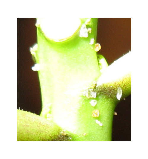 Potted Papayas: Spider Mites?? | Houzz Forum