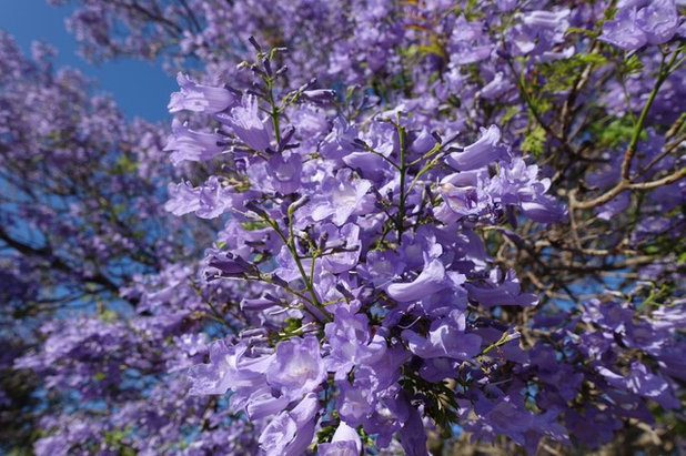 Top 10 Flowering Plants for Subtropical Gardens | Houzz AU