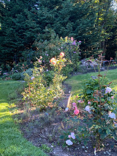 Random Garden Photos