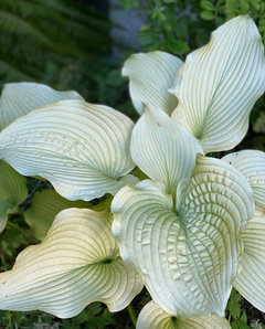 Hosta C 2023 .............................