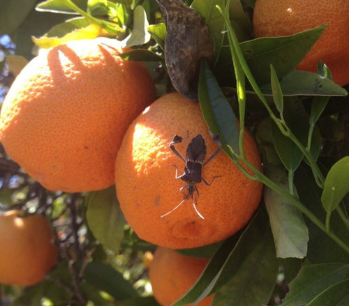 Is this bug harmful to my tangerine tree?