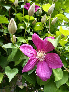 2019 Clem flower show