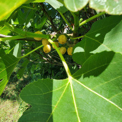 Fig tree identification help