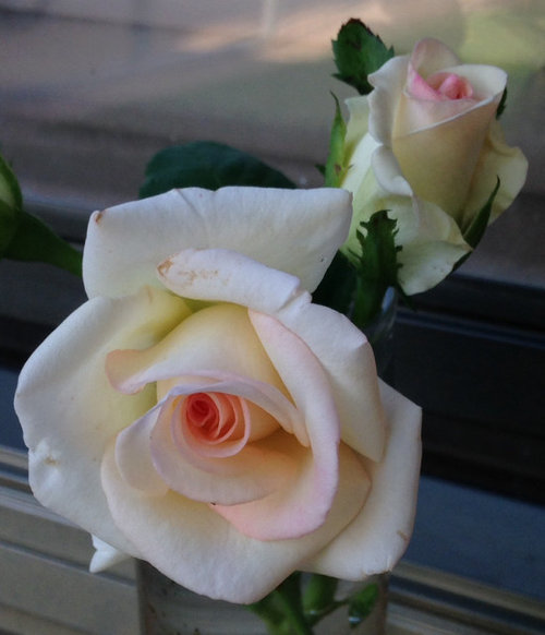 2020 Color Threads: WHITE or NEARLY WHITE Roses