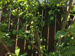 Black Ice plum hardiness | Houzz Forum