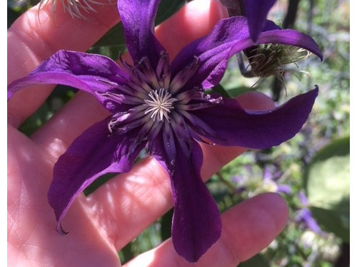 Clematis Identification