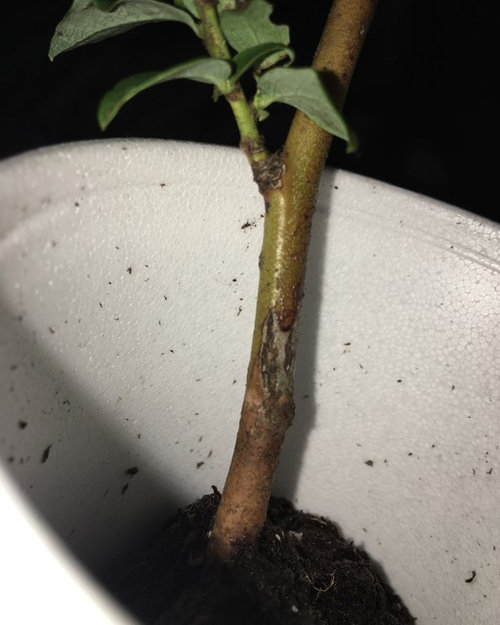 Blueberry bark lesion