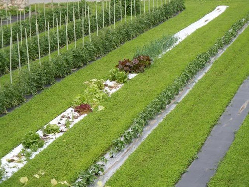 Weedless vegetable garden