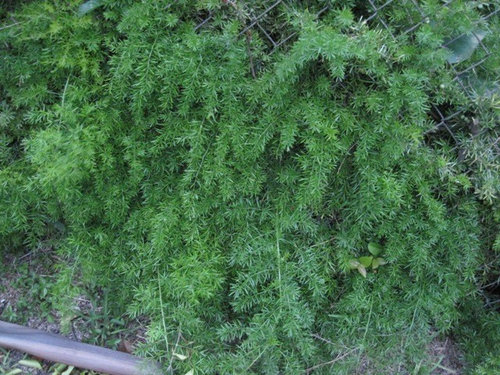 Florida Weed Identification