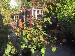 Cressida identification?