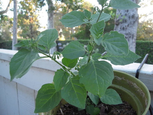 Pepper plant identification