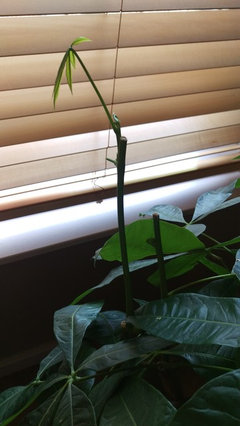 Propagating Pachira Aquatica (Money Tree) by Cutting