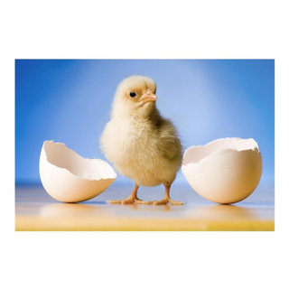 "Domestic Chicken, Banty Morph, Hatchling With Egg Shell" Wall Art, 32 ...