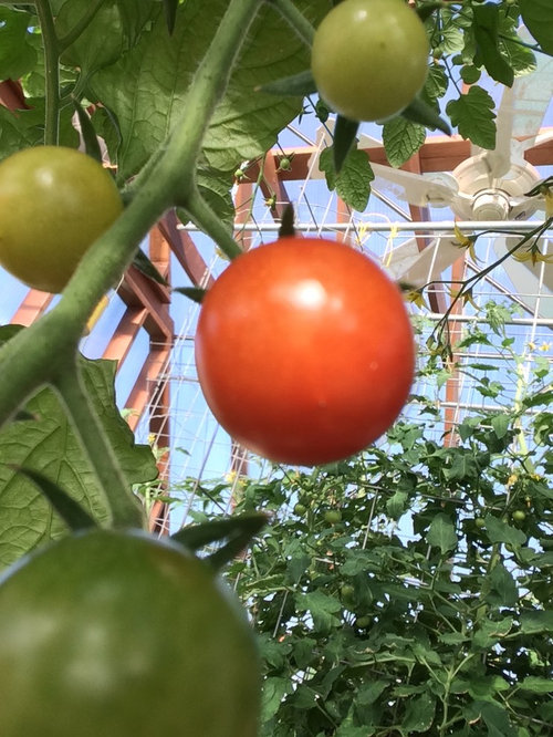 First Ripe Tomato - 2015 (Photos Please)