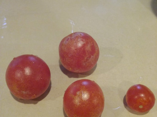 Are my tomatoes safe to eat?