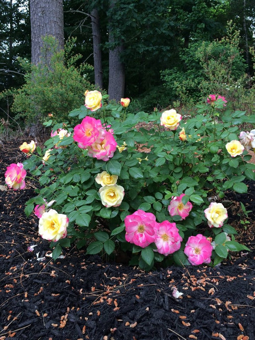 Rose Campfire has nice color.