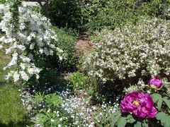 daphne dilemma - managing the jungle... :-)