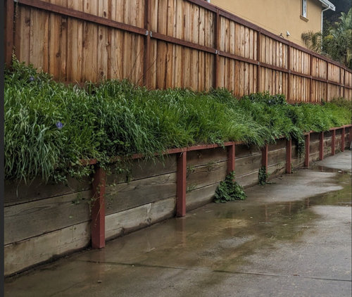 Retaining wall and trees