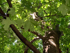 Norway Maple trunk/root rot?
