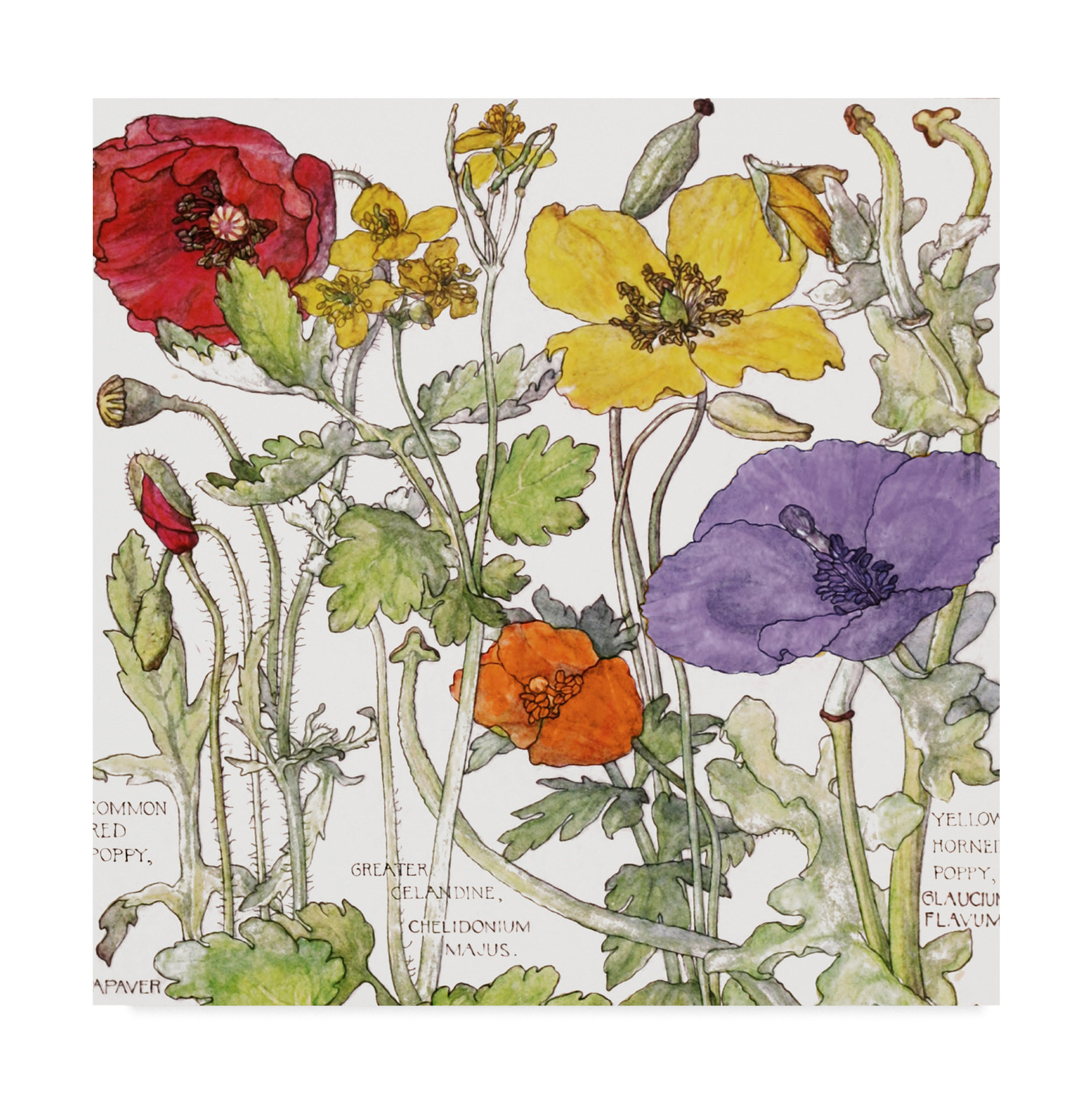 "Ambrosia 1" by Color Bakery, Canvas Art, 18"x18" - Contemporary ...
