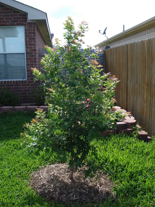 Shantung maple in Texas