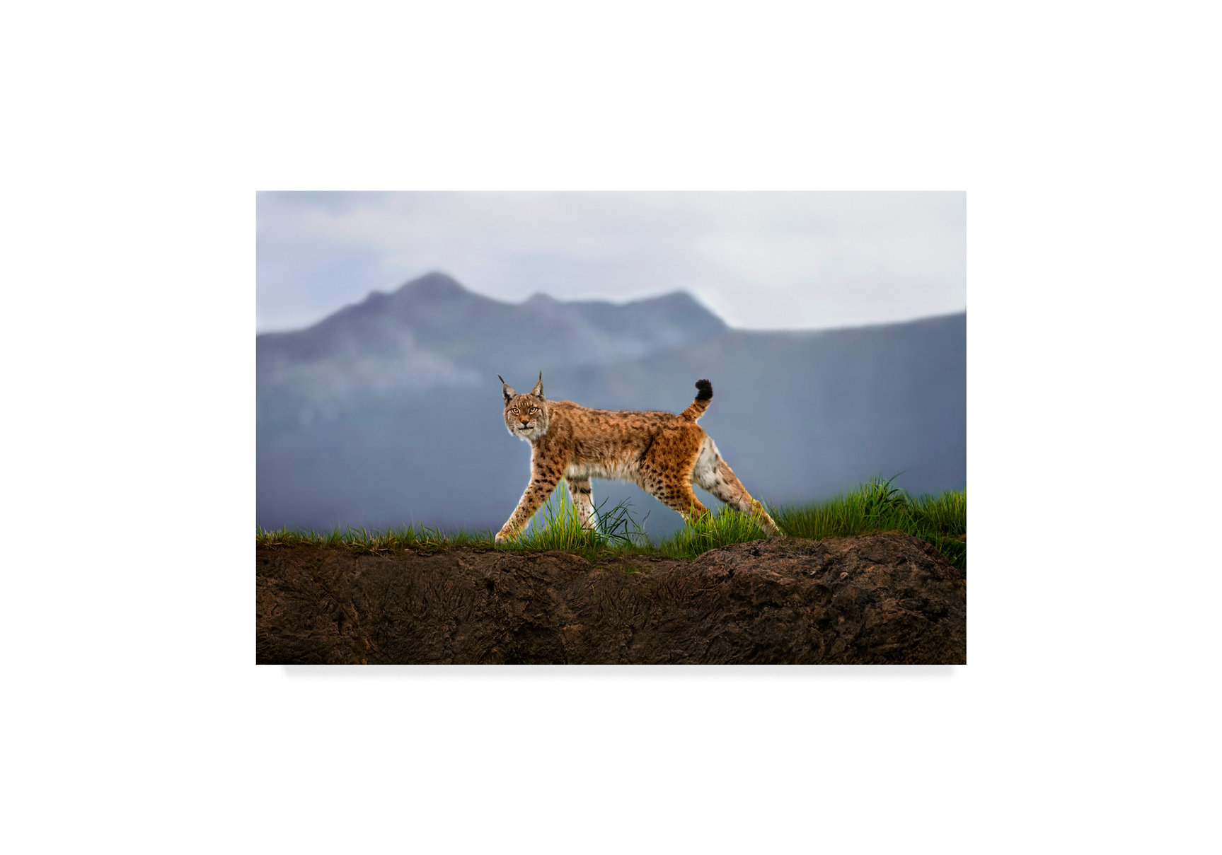 Xavier Ortega 'Walking Lynx' Canvas Art, 47"x30" - Contemporary ...