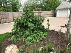 Pusch Dwarf Norway Spruce - Cutest conifer ever!
