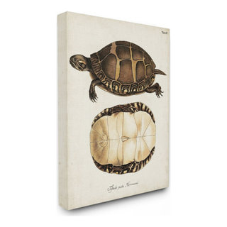 Painted Turtle Shell Latin Scientific Animal Study, 24 x 30 - Beach ...
