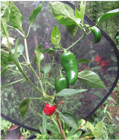 I have deformed Jalapenos