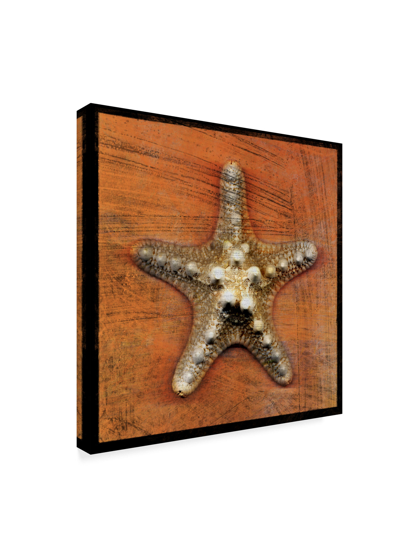 John W. Golden 'Armored Starfish' Canvas Art, 14"x14" - Beach Style ...