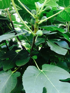 Iranian Mountain Figs
