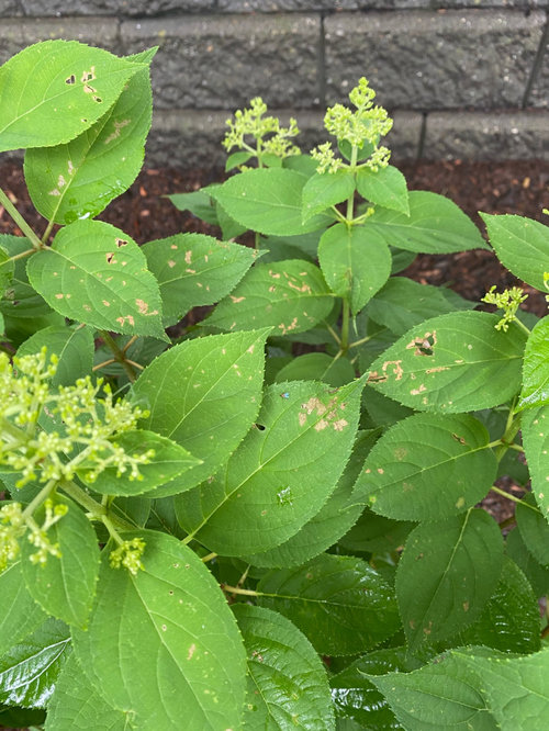 Insect/Aphid damage to hydrangea leaves