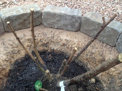 Roses not growing please help