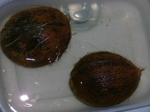 How to germinate a standard supermarket coconut