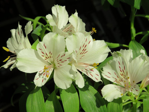 Indoor winter alstroemeria ? | Houzz Forum