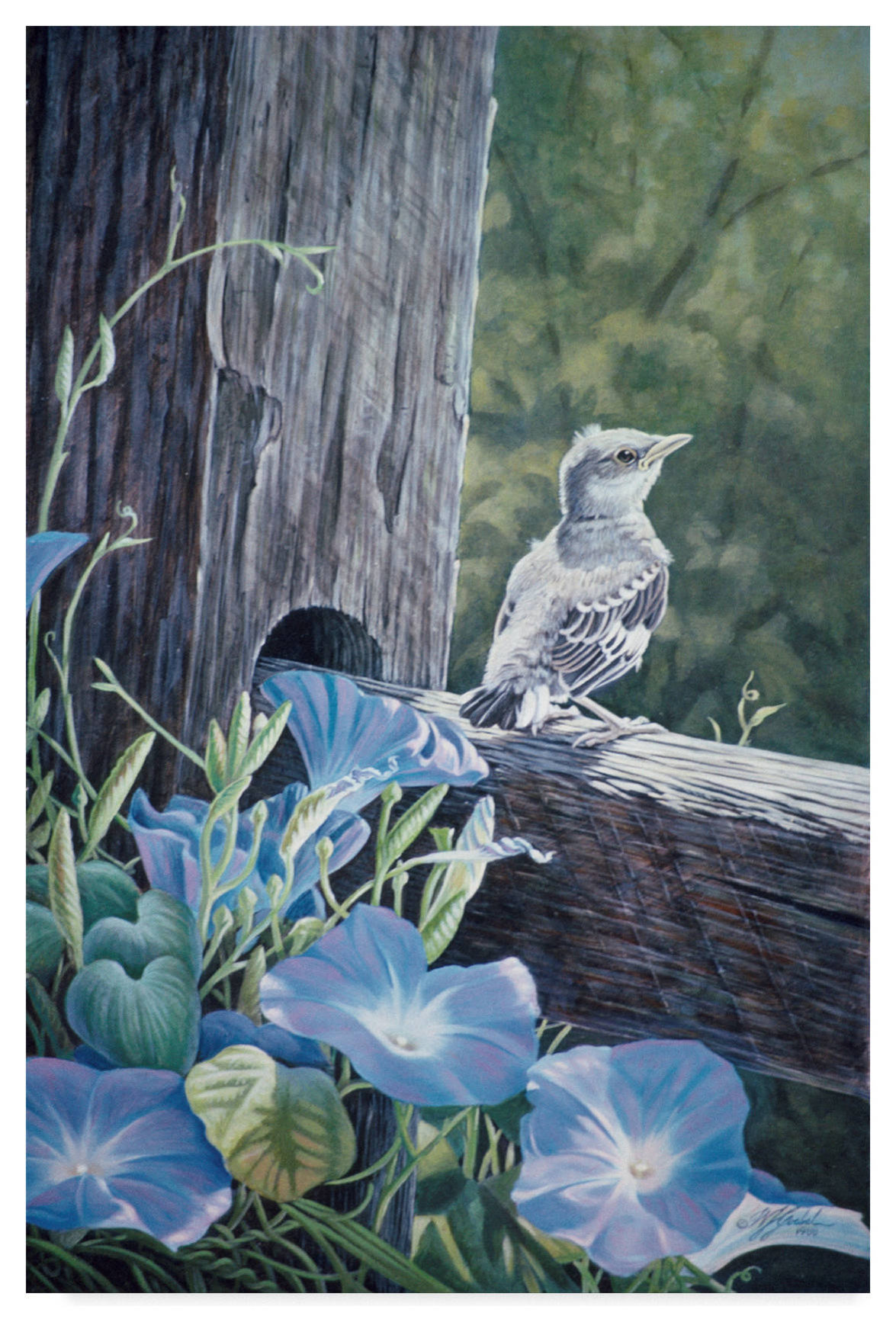 Wilhelm Goebel 'The Fledgling Young Mockingbird' Canvas Art, 47"x30 ...