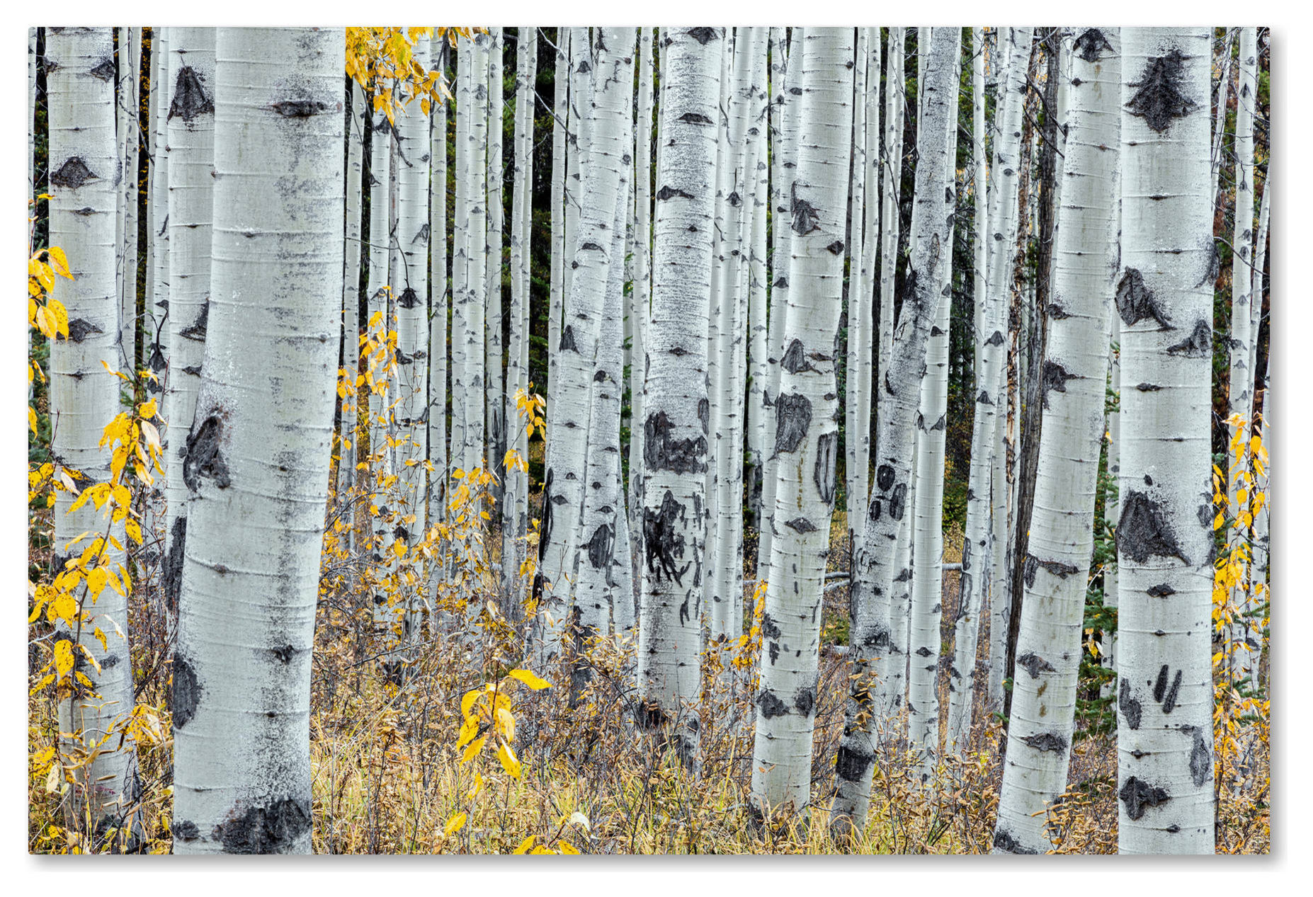 Pierre Leclerc 'Forest Of Aspens' Canvas Art, 19"x12" - Contemporary ...