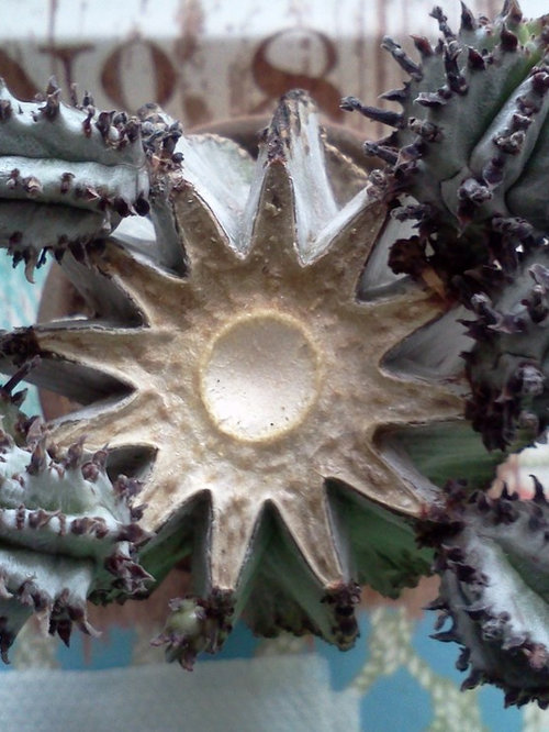 Seven Headed Monster