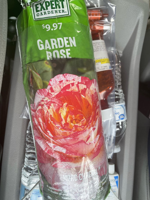 Body bag roses this year