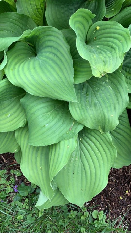 Hosta Identification 7