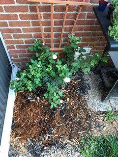 Climber for part shade