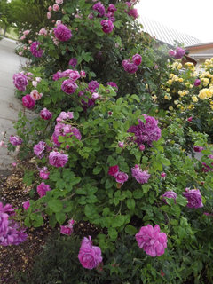 Best Cascading Roses