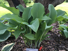 Hosta K 2019 .....