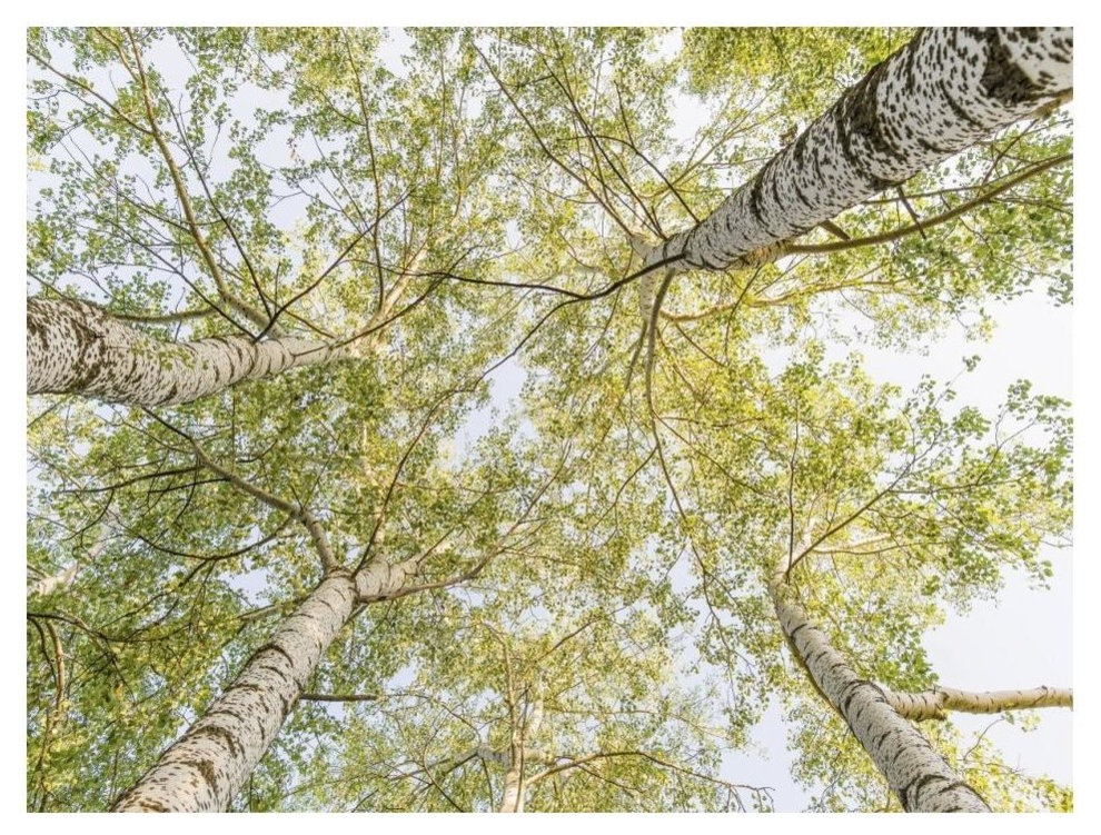 "Birch woods in spring" Digital Paper Print by Pangea Images, 18"x14", 14"x18" - Contemporary ...