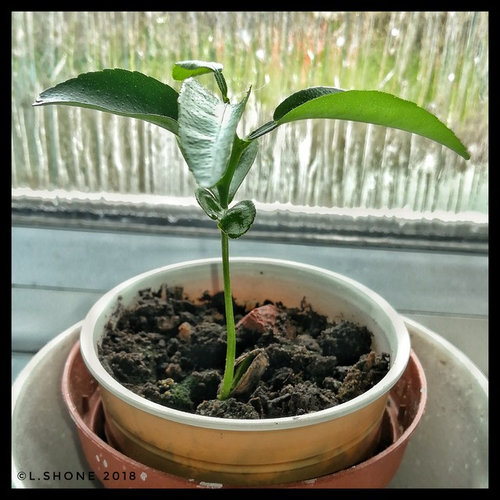 Clementine from a pip | Houzz Forum