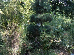 Home Depot Scots/Scotch Pom Pom Pines