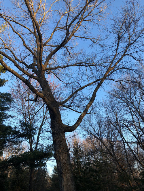 What causes branch angle?