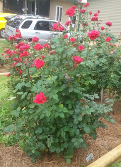 Growing Roses in Florida