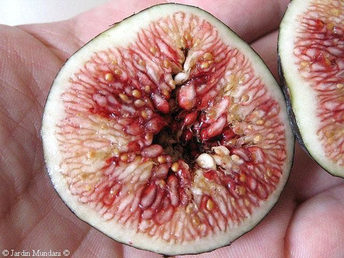 Mundani Botanical Garden