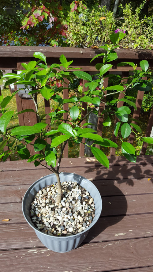 Transporting a small lemon tree cross country